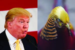 Tourists find Donald Trump-like bird in Chinese zoo
