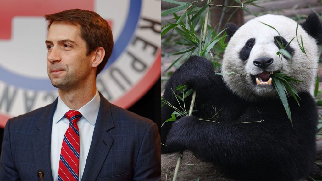 US Senator Tom Cotton calls Joe Biden's cabinet 'panda huggers' for its ...