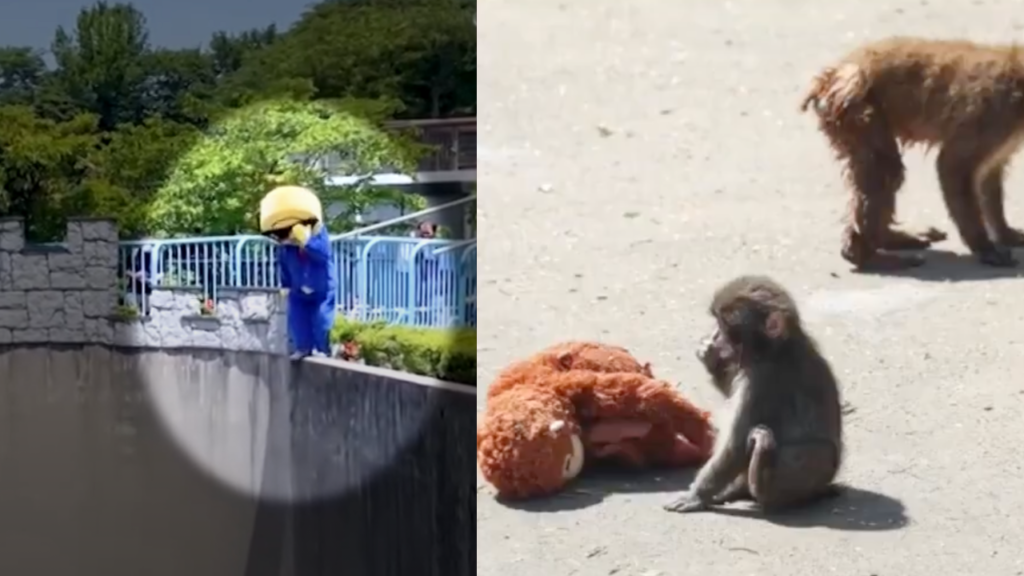 Americans Arrested in Japan After Stunt at Enclosure of Viral Monkey ...
